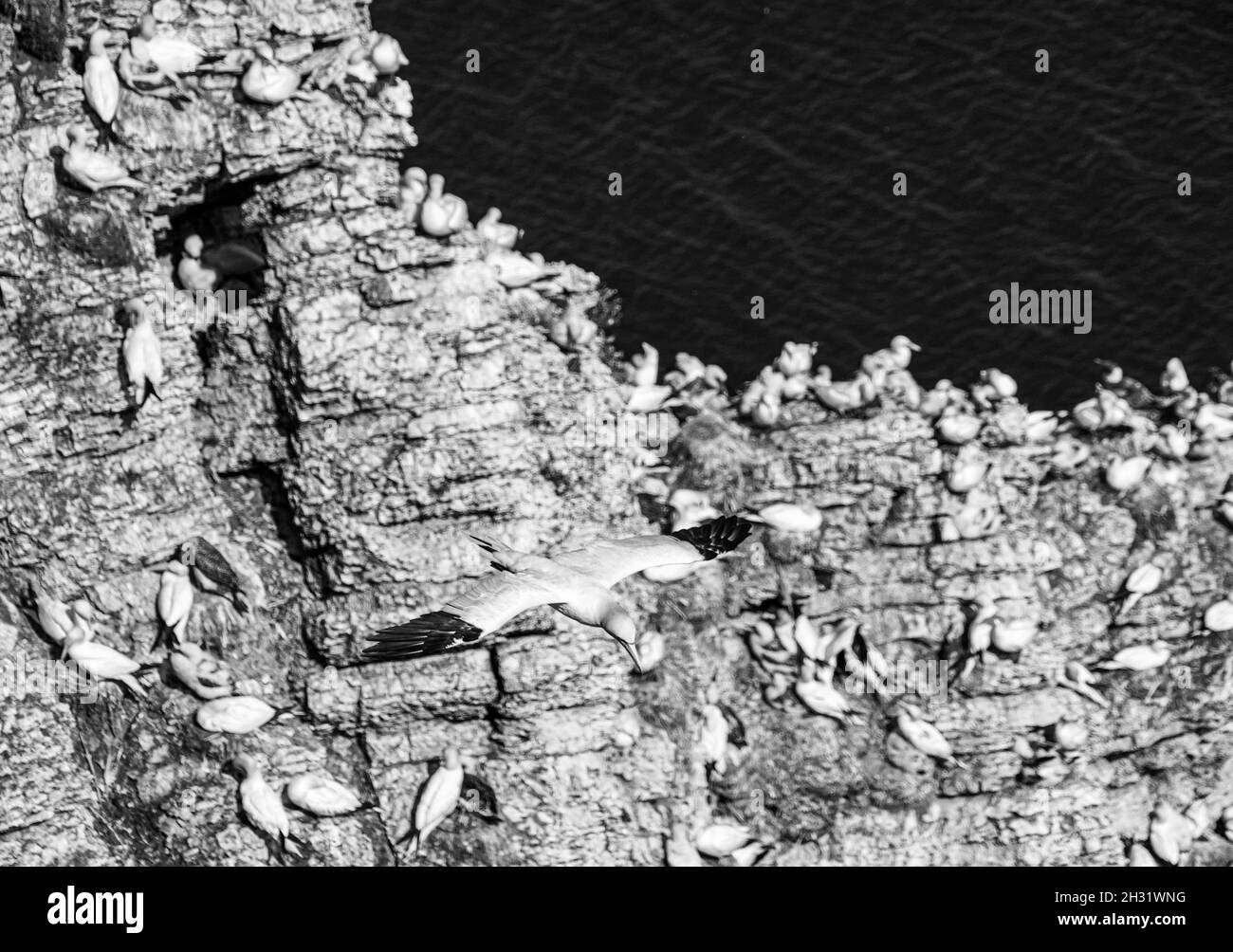 Birds gliding over water Black and White Stock Photos & Images - Alamy