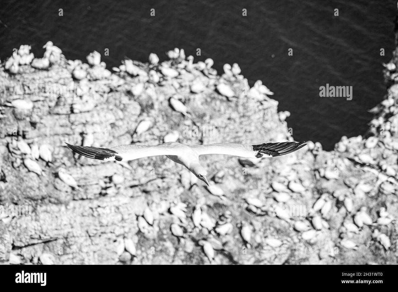 Birds gliding over water Black and White Stock Photos & Images - Alamy
