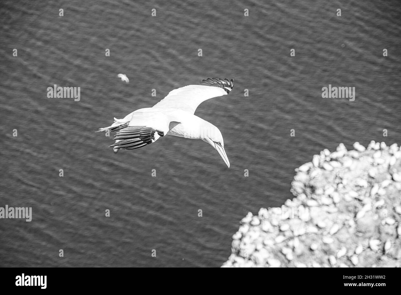 Close up of single Gannet Flying, Large wingspan White Sea-Bird, over ...
