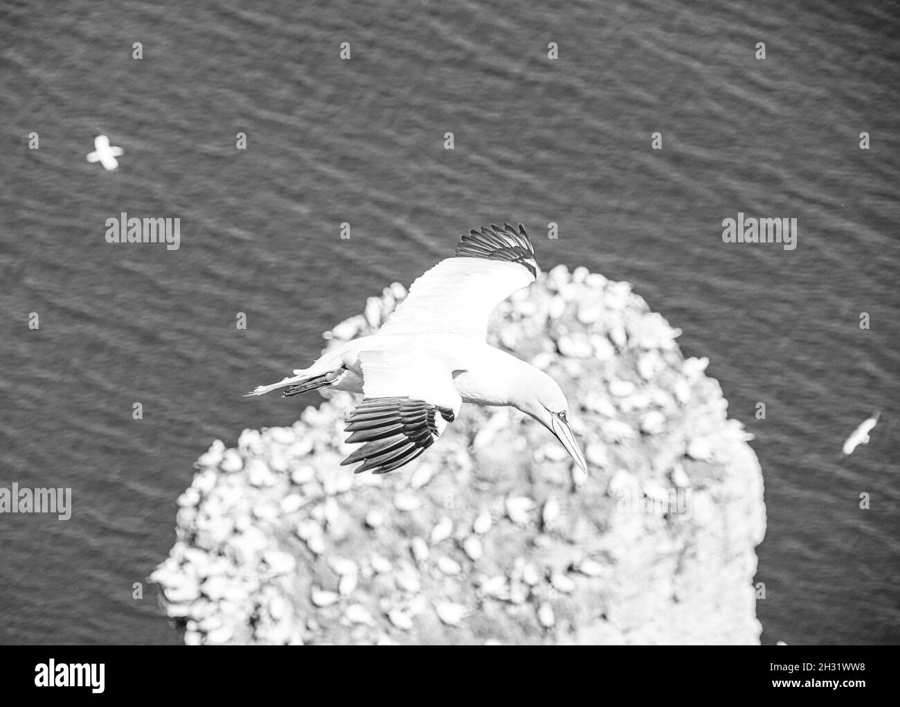 Birds gliding over water Black and White Stock Photos & Images - Alamy