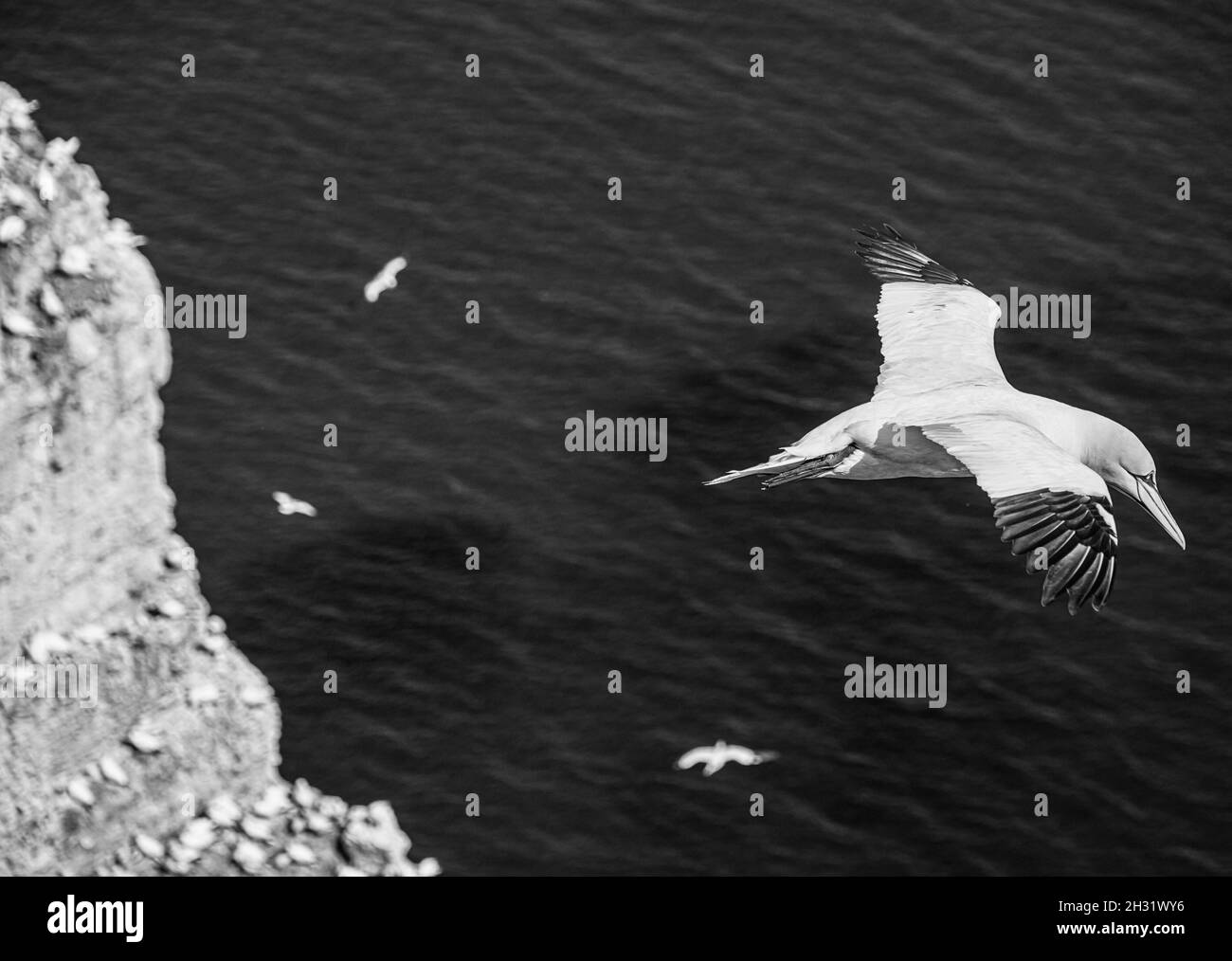 Close up of single Gannet Flying, Large wingspan White Sea-Bird, over ...