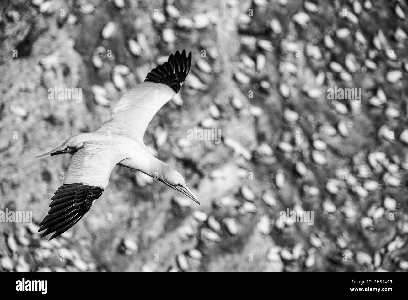 Close up of single Gannet Flying, Large wingspan White Sea-Bird, over ...