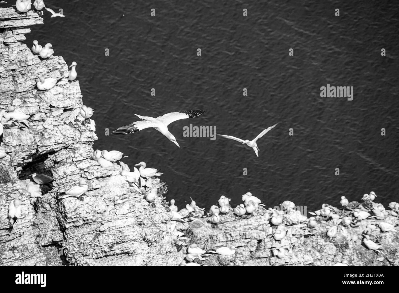 Close up gannet bempton Black and White Stock Photos & Images - Alamy