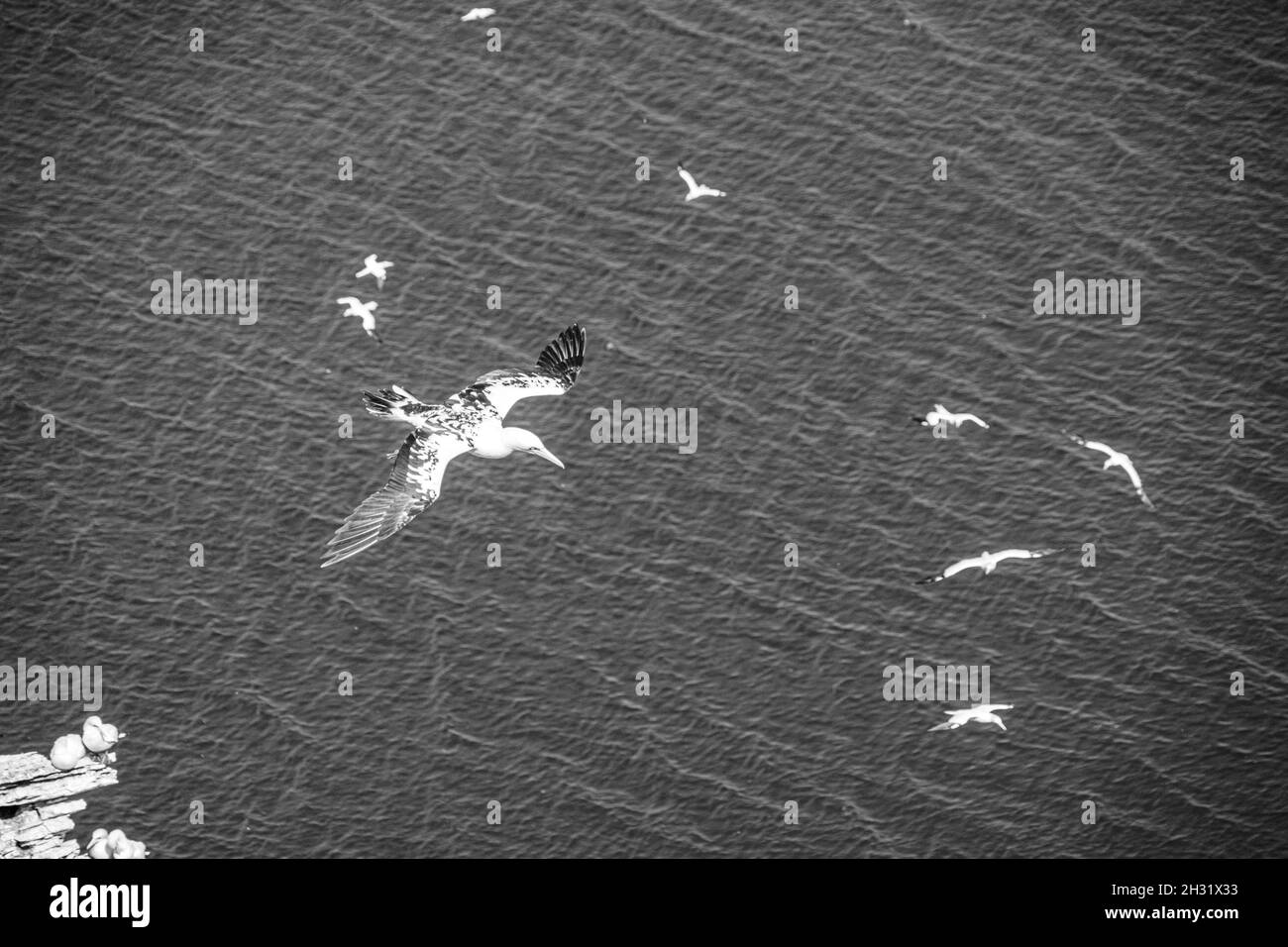 Birding england Black and White Stock Photos & Images - Alamy