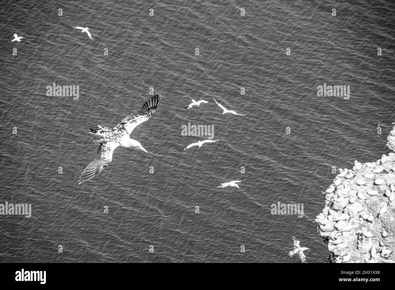 Seabirds of yorkshire coast Black and White Stock Photos & Images - Alamy