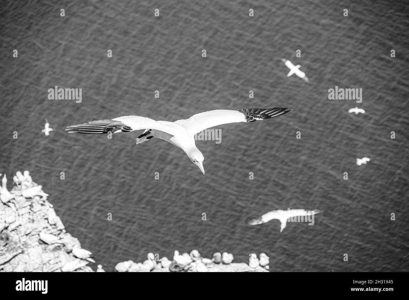 Closeup northern gannet seabirds Black and White Stock Photos & Images ...