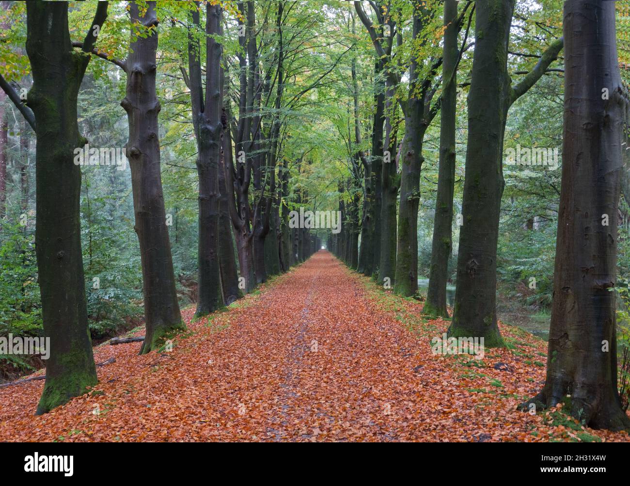Long, straight path through a Beech forest in autumn Stock Photo - Alamy
