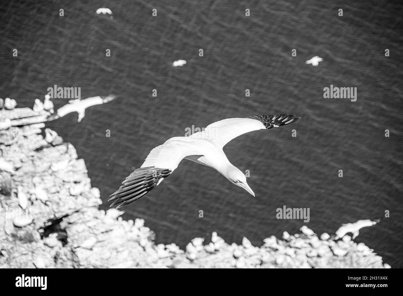 Close up of single Gannet Flying, Large wingspan White Sea-Bird, over ...