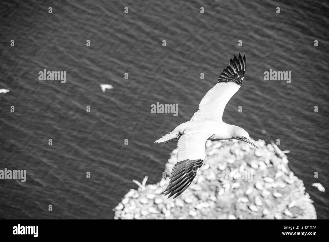 Close up of single Gannet Flying, Large wingspan White Sea-Bird, over ...