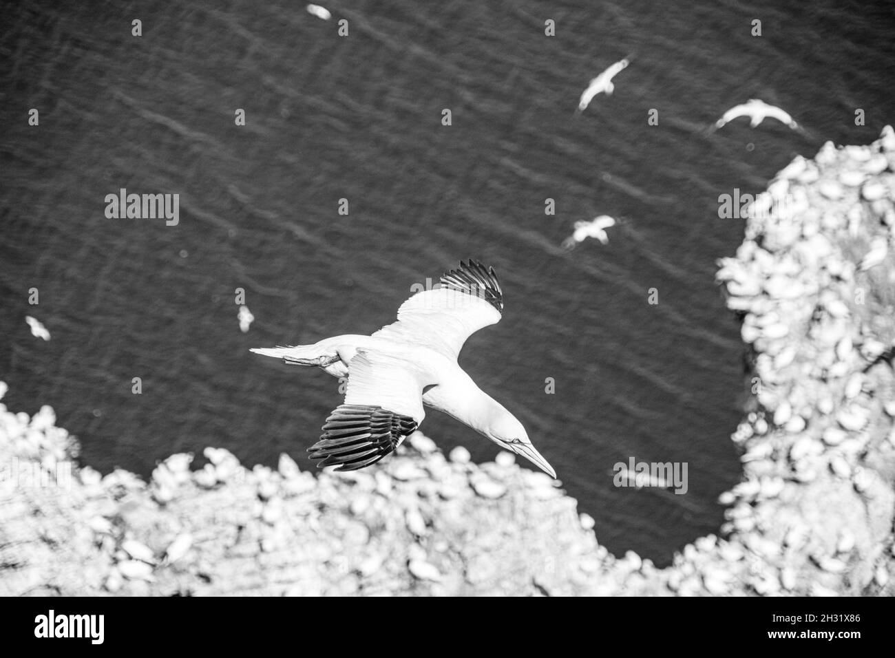 Close up of single Gannet Flying, Large wingspan White Sea-Bird, over ...