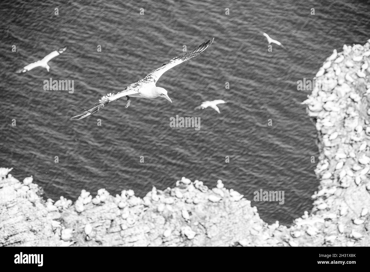 Birds gliding over water Black and White Stock Photos & Images - Alamy