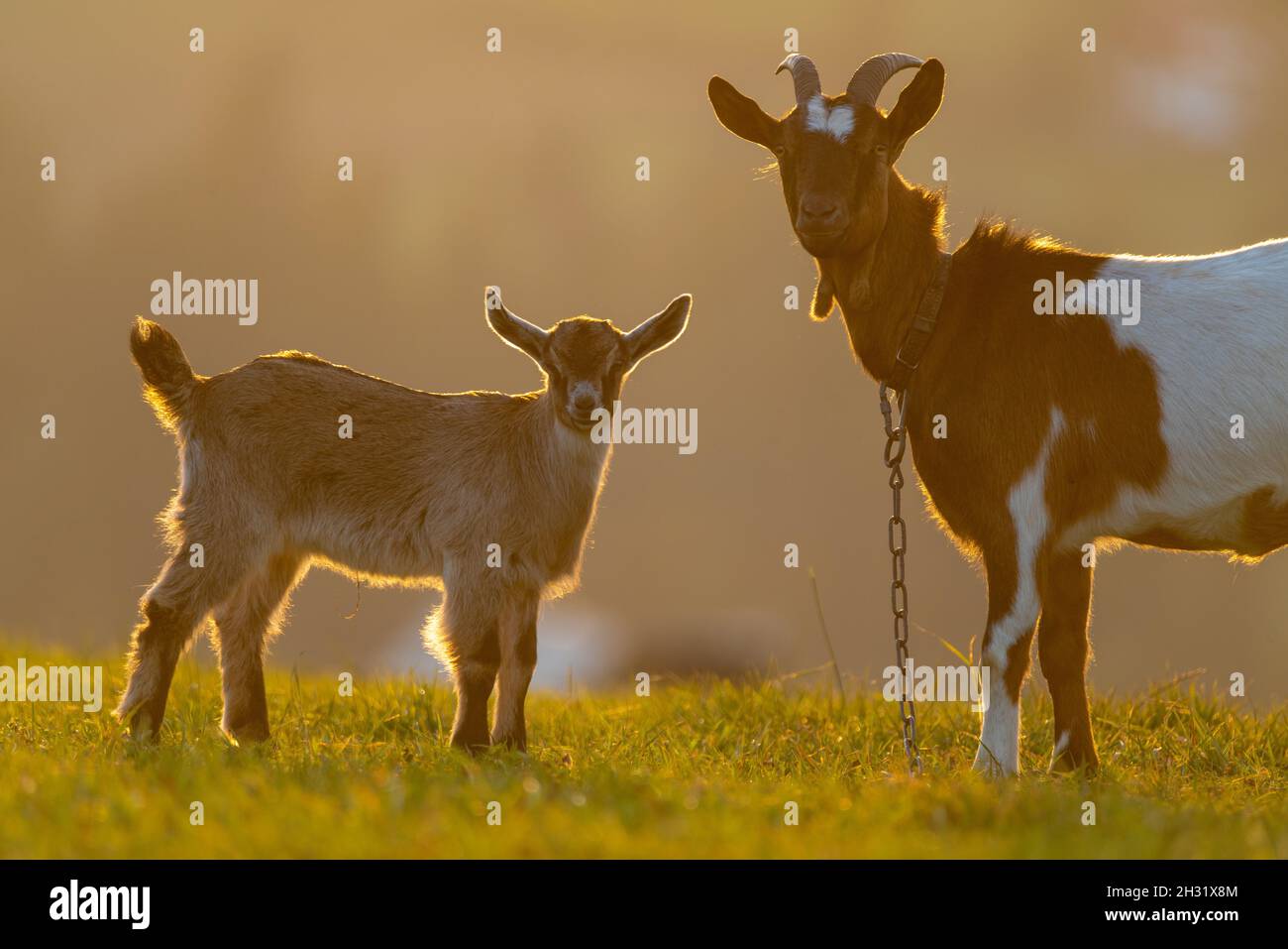 Beautiful white mother goat hi-res stock photography and images - Alamy