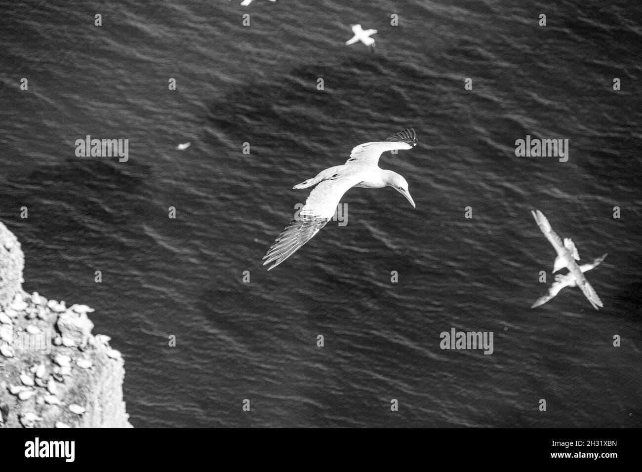 Close up of single Gannet Flying, Large wingspan White Sea-Bird, over ...