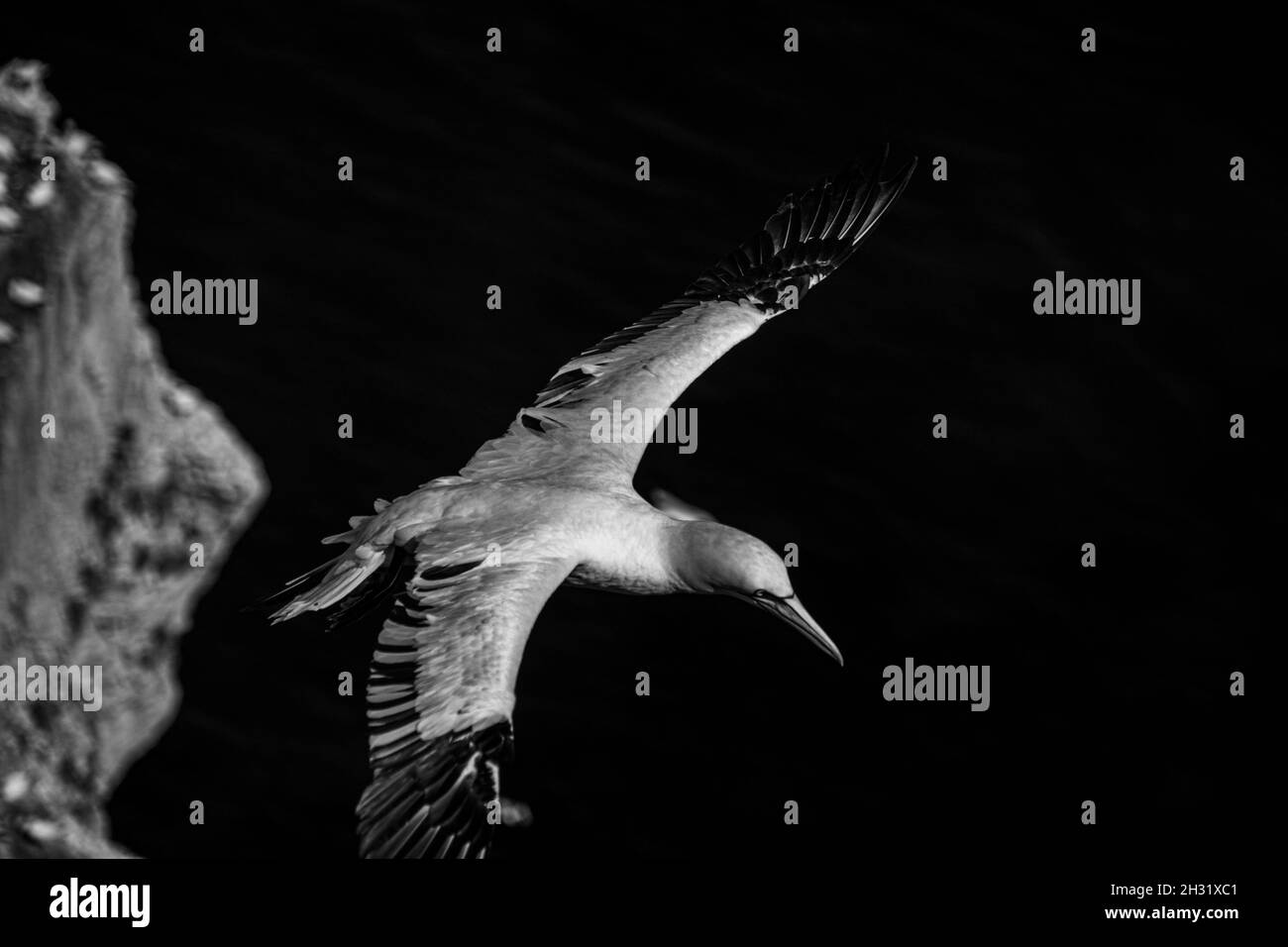 Close up of single Gannet Flying, Large wingspan White Sea-Bird, over ...
