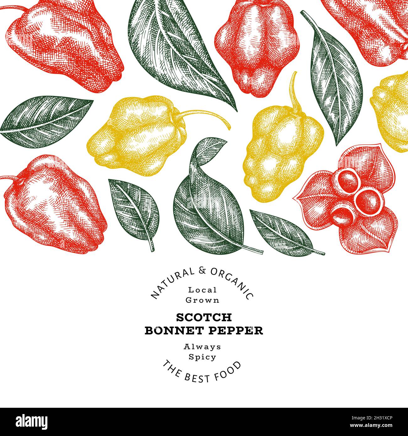 Hand drawn sketch style scotch bonnet pepper banner. Organic fresh ...