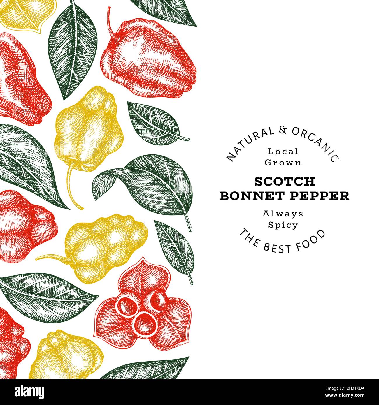 Hand drawn sketch style scotch bonnet pepper banner. Organic fresh ...