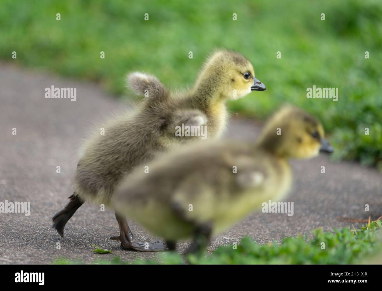 Two cute goslings walking, flapping their tiny wings Stock Photo - Alamy