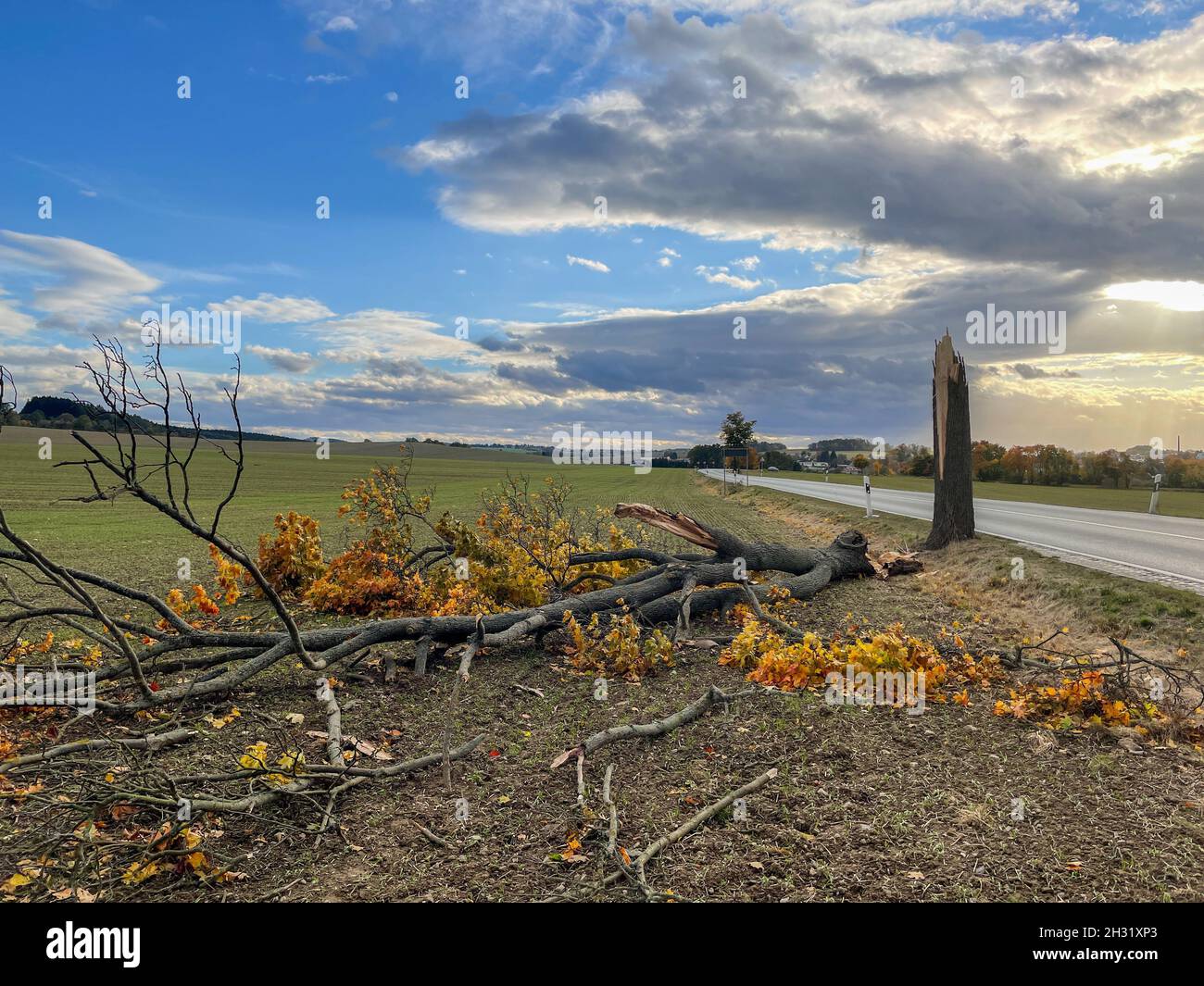 Tree fell after a storm Stock Photo - Alamy