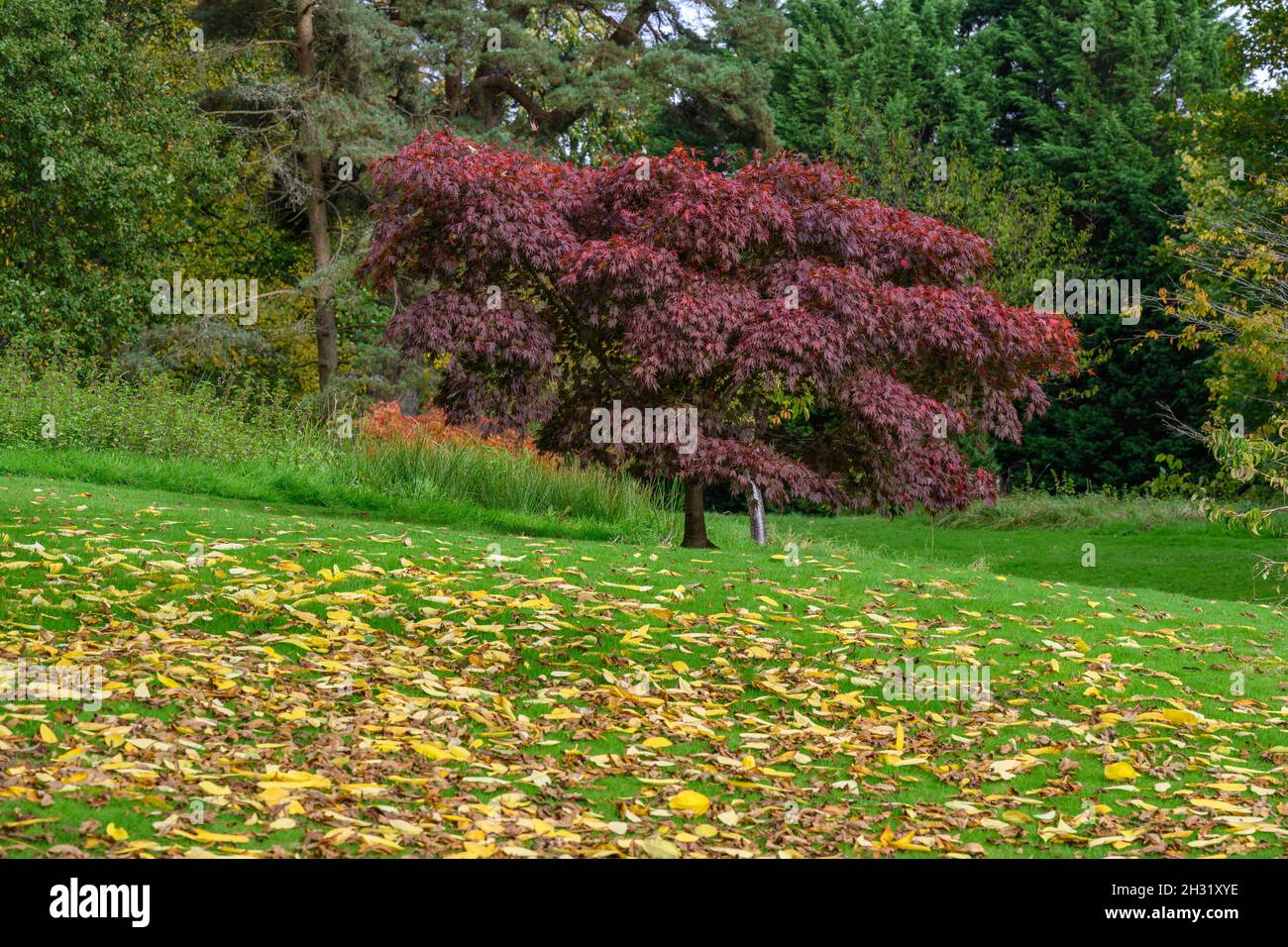 Autumn colours in nature Stock Photo - Alamy