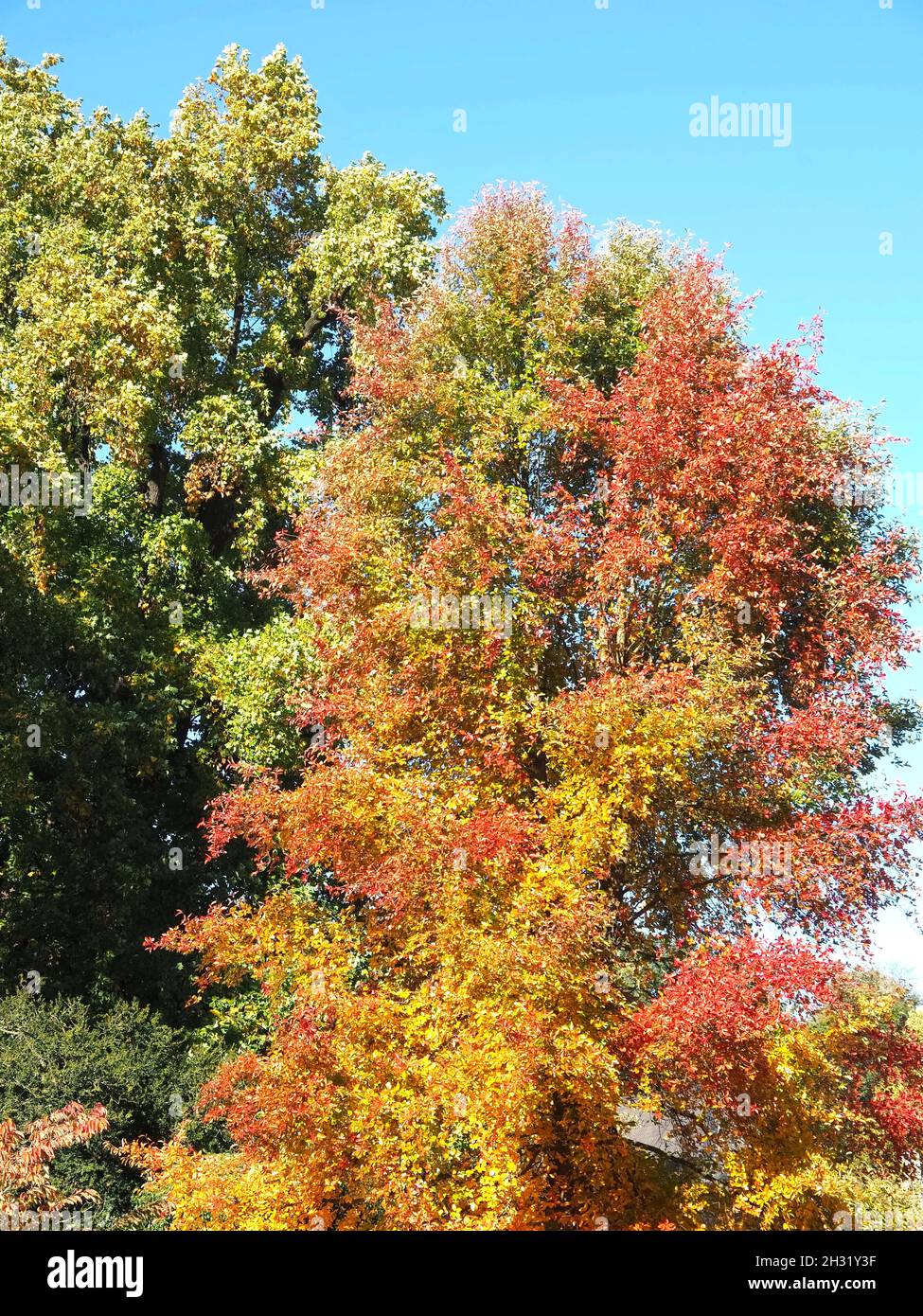 Colors of autumn fall - black Tupelo tree, Nyssa sylvatica, in front of ...