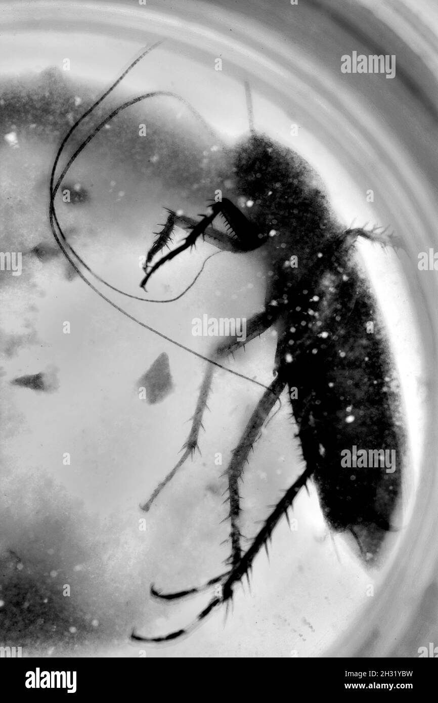 Cockroach Black and White Stock Photos & Images - Alamy