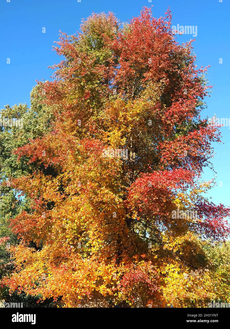 Colors of autumn fall - black Tupelo tree, Nyssa sylvatica, in front of ...