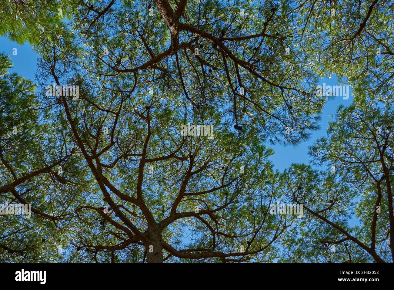 Pinien pinien hi-res stock photography and images - Alamy