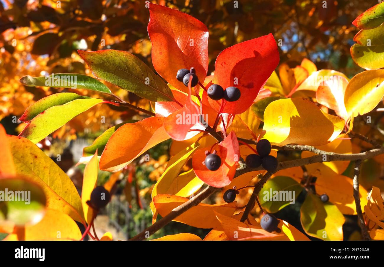 Colors of autumn fall - Leafs of black Tupelo tree, Nyssa sylvatica ...