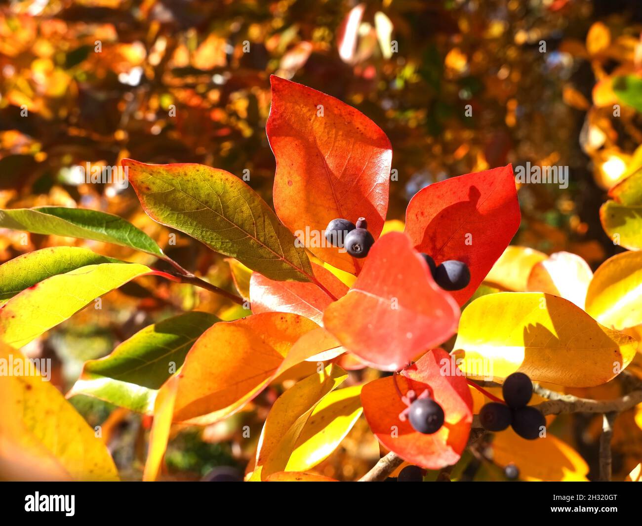Colors of autumn fall - Leafs of black Tupelo tree, Nyssa sylvatica ...