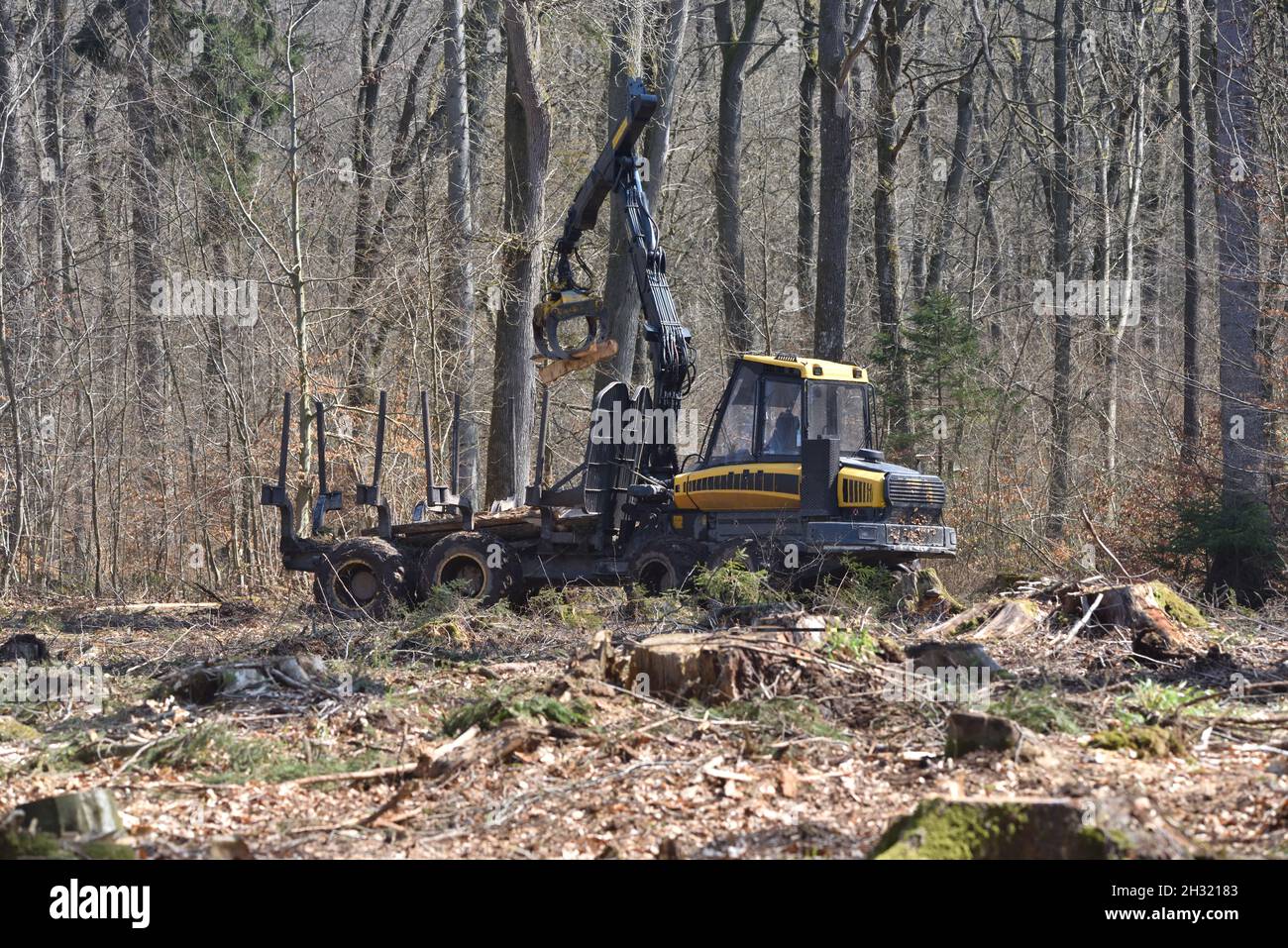 Forest work with a harvester machine for timber harvesting hi-res stock ...