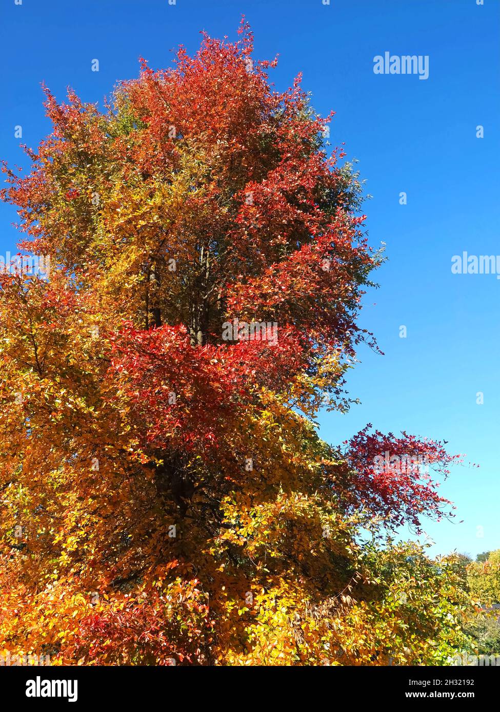 Autumn sweet gum tree berries hi-res stock photography and images - Alamy