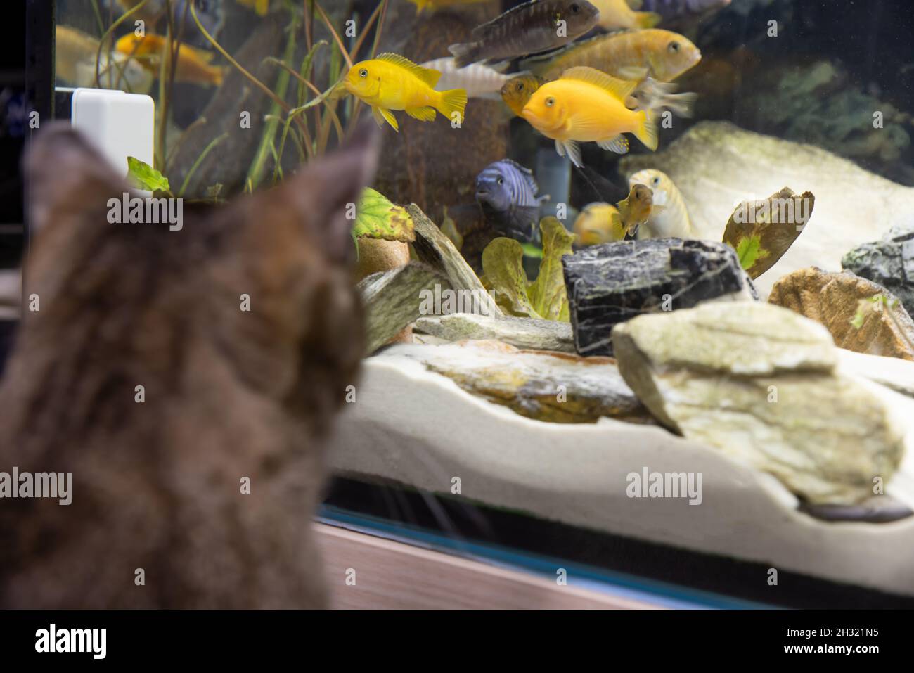 cat and fish, cat watching looking at aquarium fish Stock Photo - Alamy