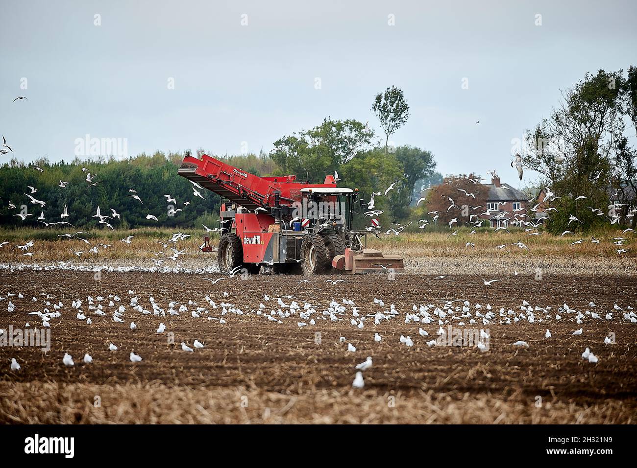 Potato picker hi-res stock photography and images - Alamy