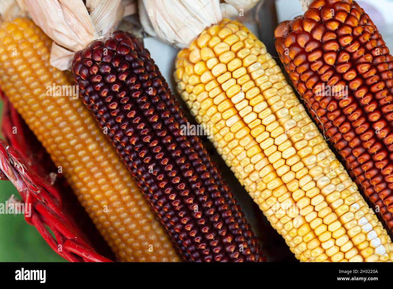Different colors of corn hi-res stock photography and images - Alamy