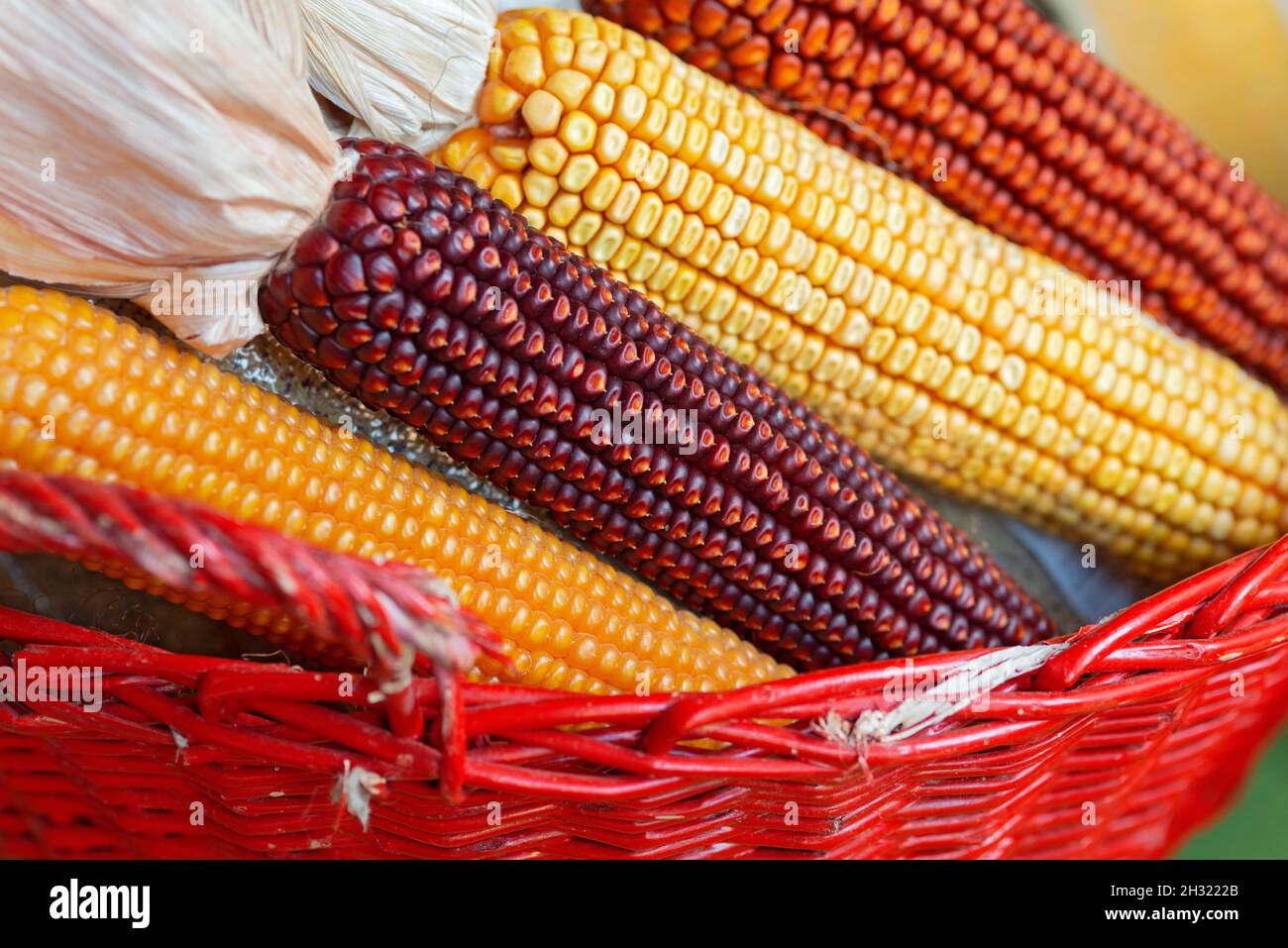 Different colors of corn hi-res stock photography and images - Alamy