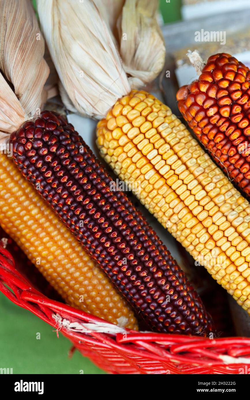 Different colors of corn hi-res stock photography and images - Alamy