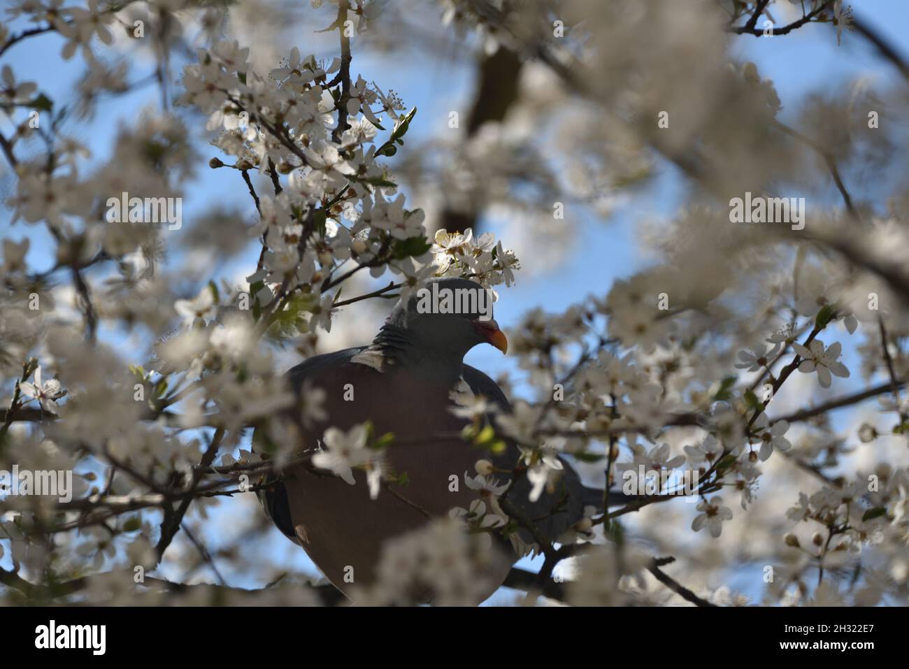 a wood pigeon hides on a blooming cherry tree branch Stock Photo - Alamy