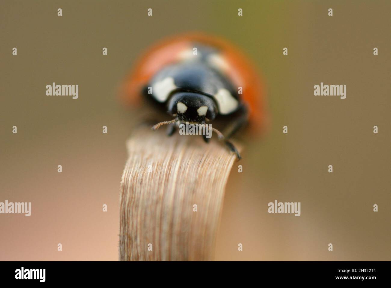 Ladybug autumn leaf hi-res stock photography and images - Alamy