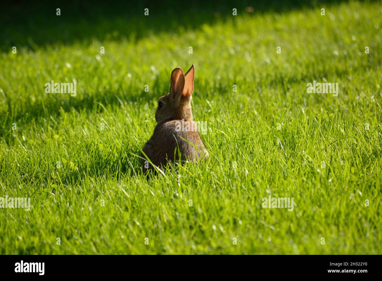 Baby bunny in the grass hi-res stock photography and images - Alamy