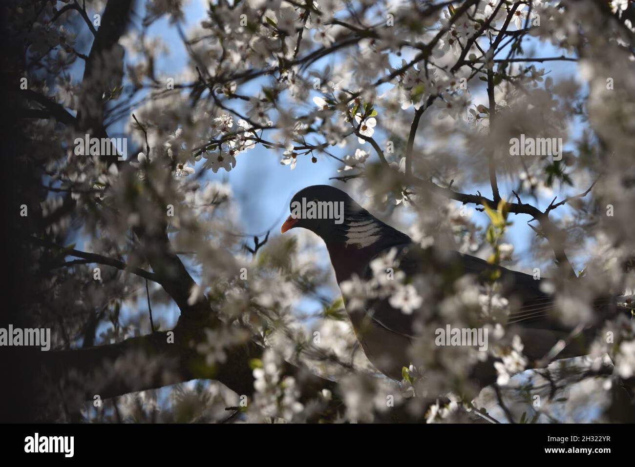 a wood pigeon hides on a blooming cherry tree branch Stock Photo - Alamy