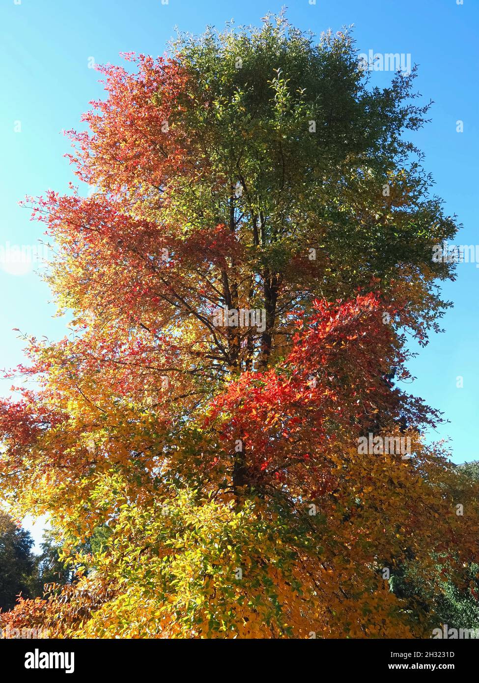 Colors of autumn fall - black Tupelo tree, Nyssa sylvatica, in front of ...