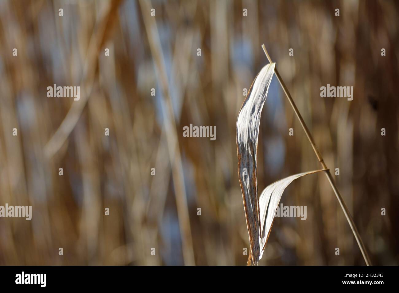 Withered plant hi-res stock photography and images - Alamy