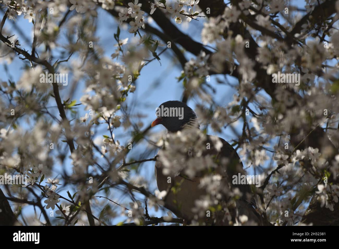 a wood pigeon hides on a blooming cherry tree branch Stock Photo - Alamy