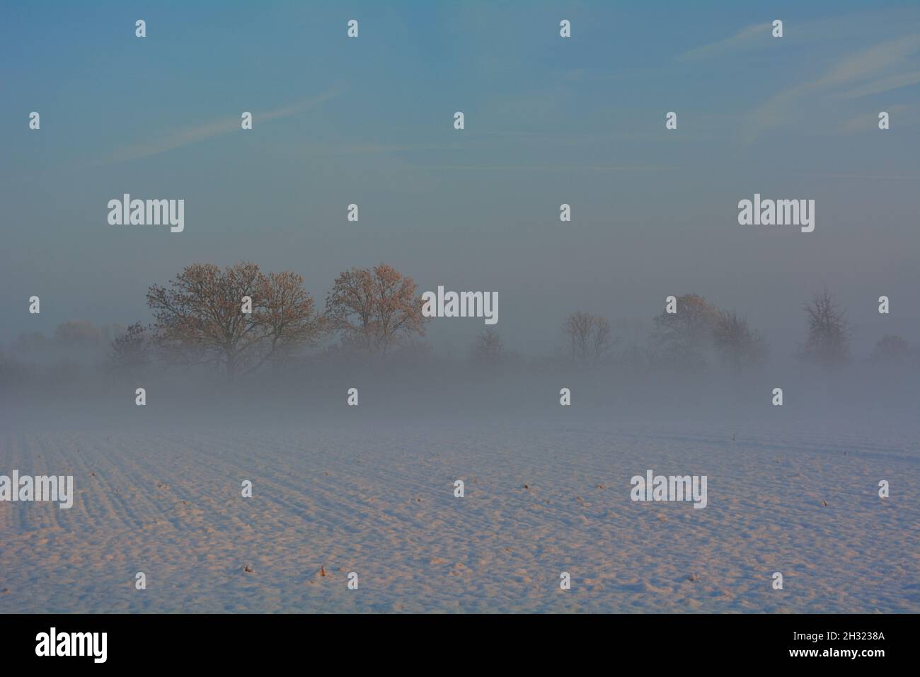 Trees Disappearing In The Fog Stock Photo - Alamy