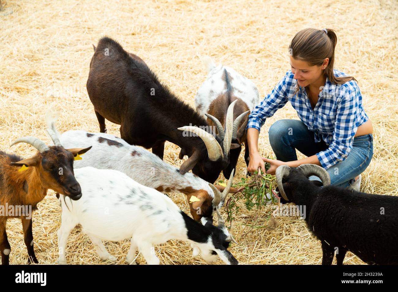 Female farm owner taking care of goats at sunny day Stock Photo - Alamy