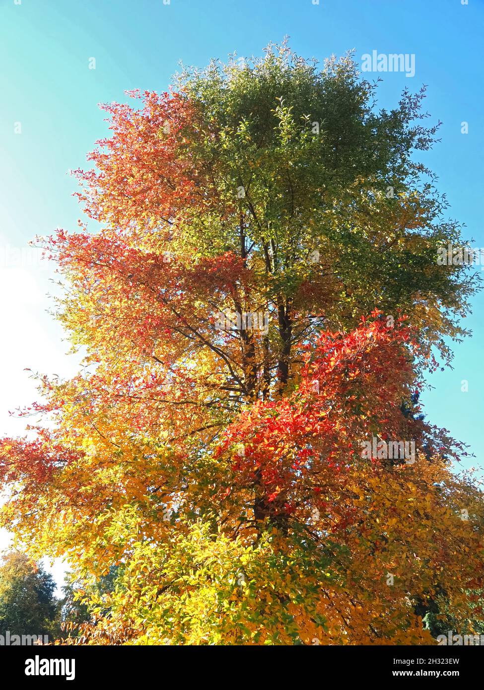 Colors of autumn fall - black Tupelo tree, Nyssa sylvatica, in front of ...