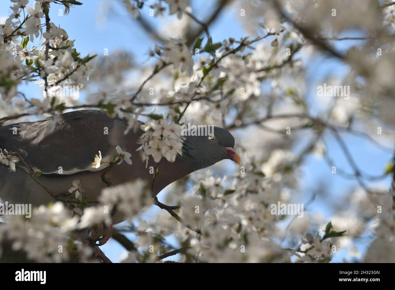 a wood pigeon hides on a blooming cherry tree branch Stock Photo - Alamy