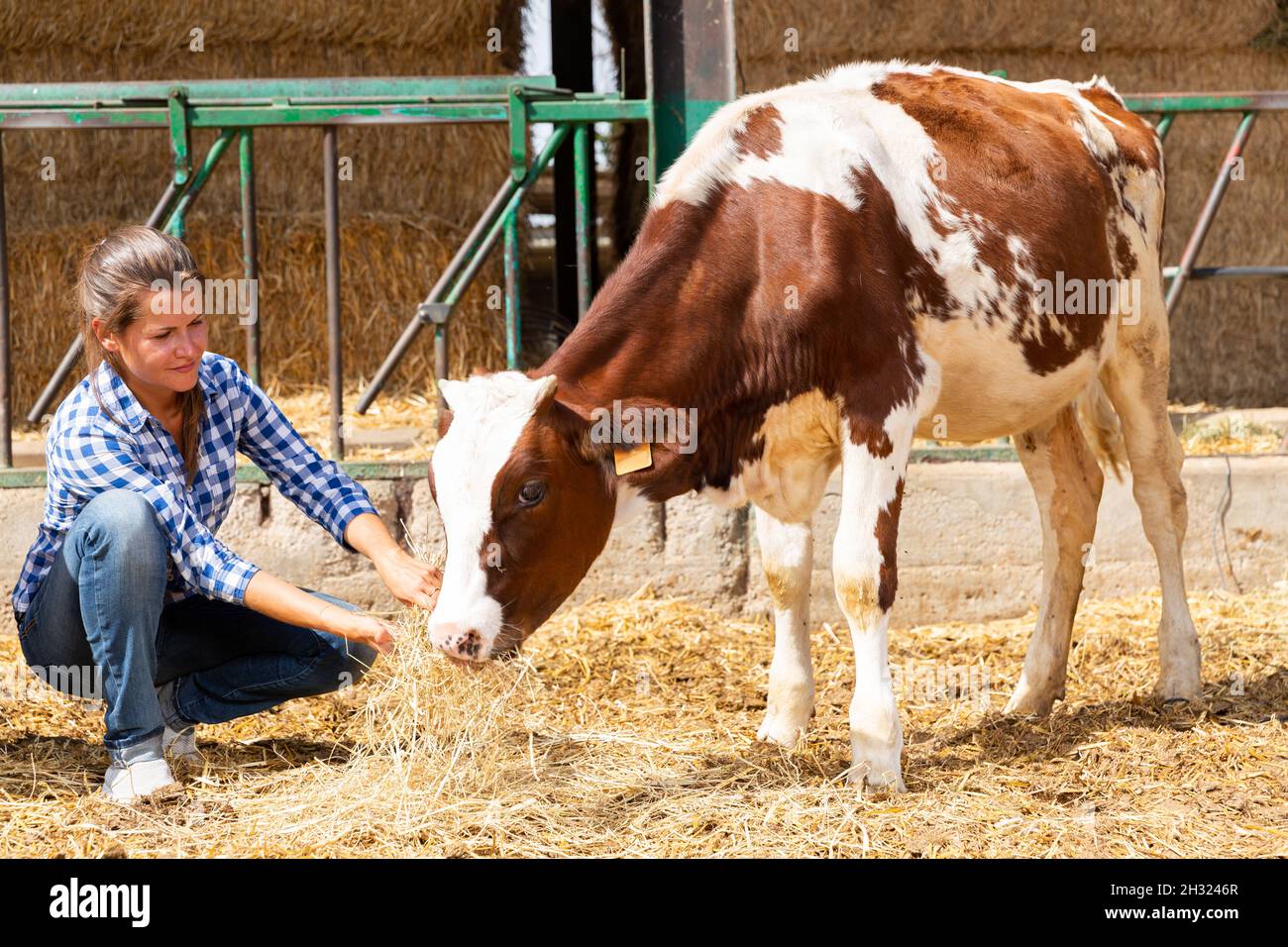 Female farmer feeding calf Stock Photo - Alamy