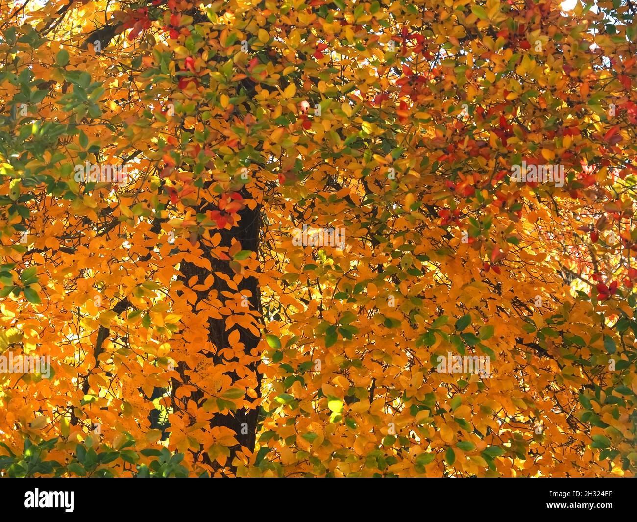 Colors of autumn fall - Leafs of black Tupelo tree, Nyssa sylvatica ...