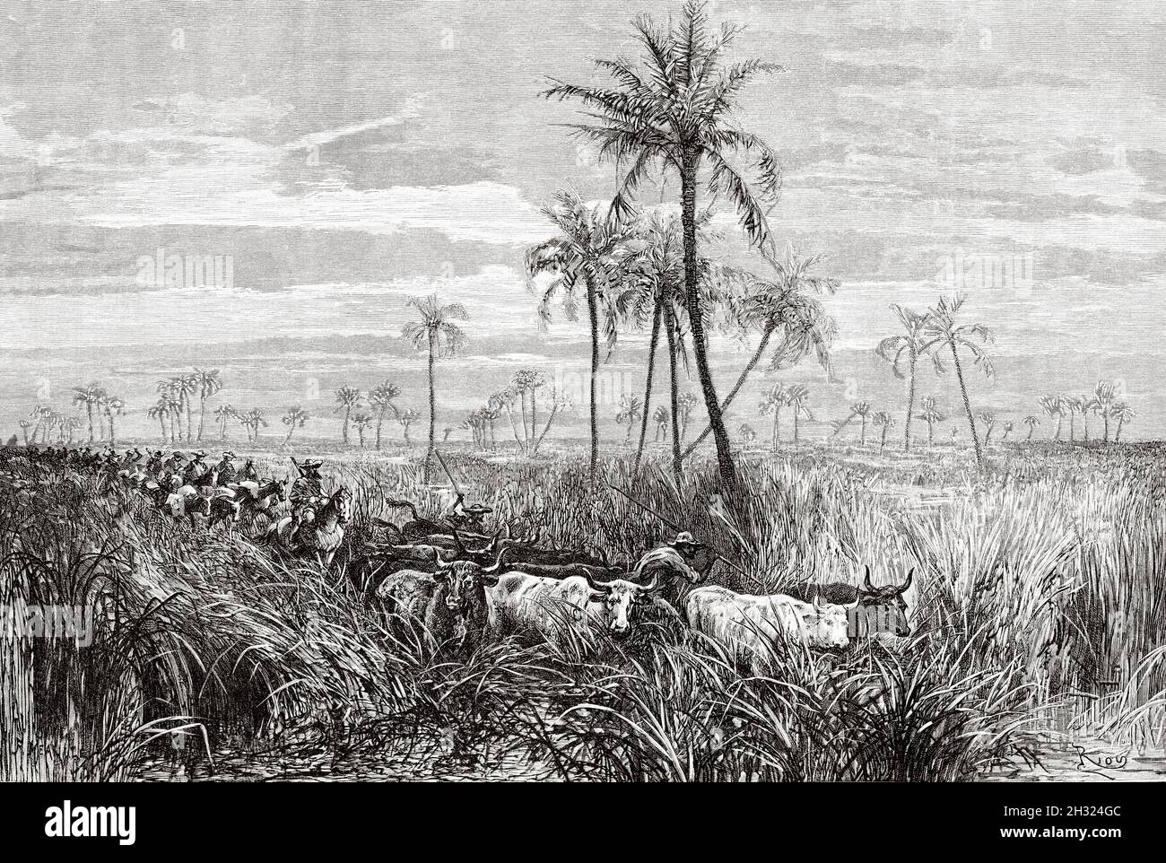 Marching through the estuary, Paraguay river. Paraguay, South America ...